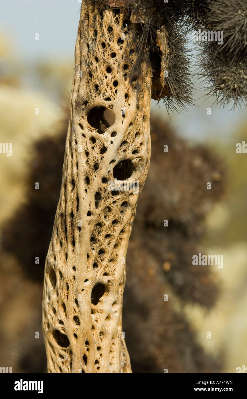 Tubular skeleton of silver cholla Opuntia echinocarpa Joshua Tree ...