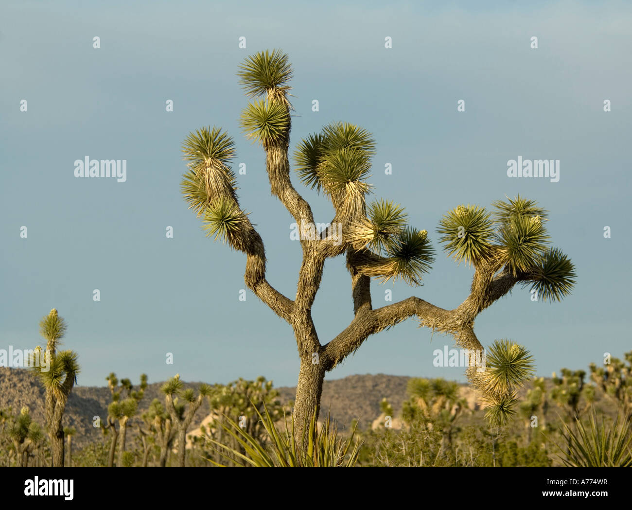 Joshua Tree Yucca brevifolia Joshua Tree National Park - California ...