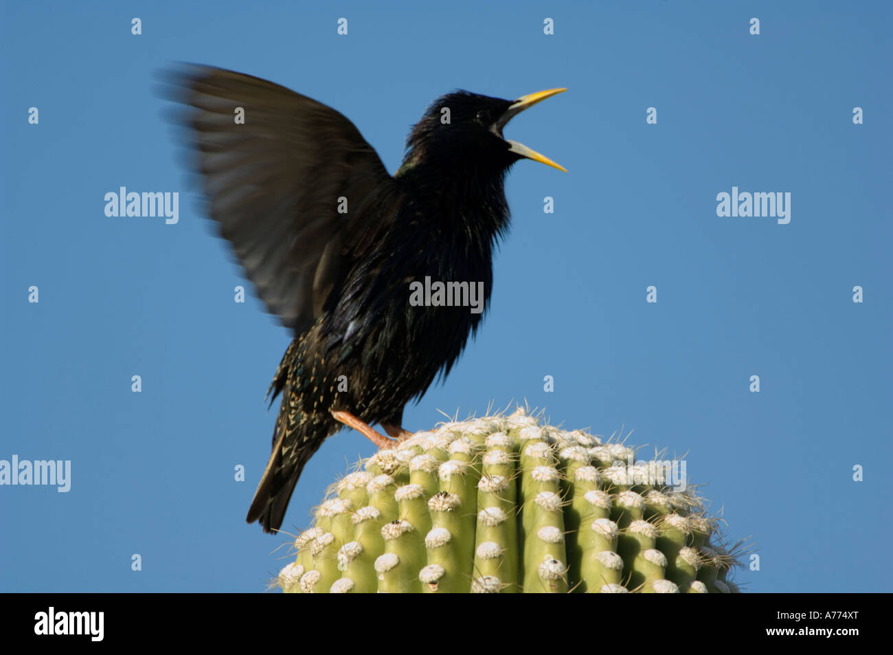 Young European Starling calling to be fed Sturnus vulgaris Arizona ...