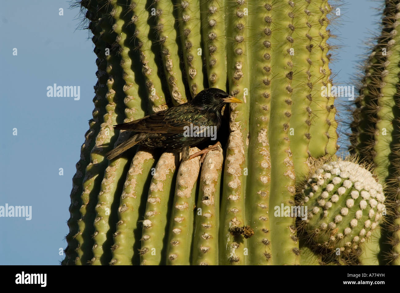 European Starling squatting woodpecker nest Sturnus vulgaris Arizona ...
