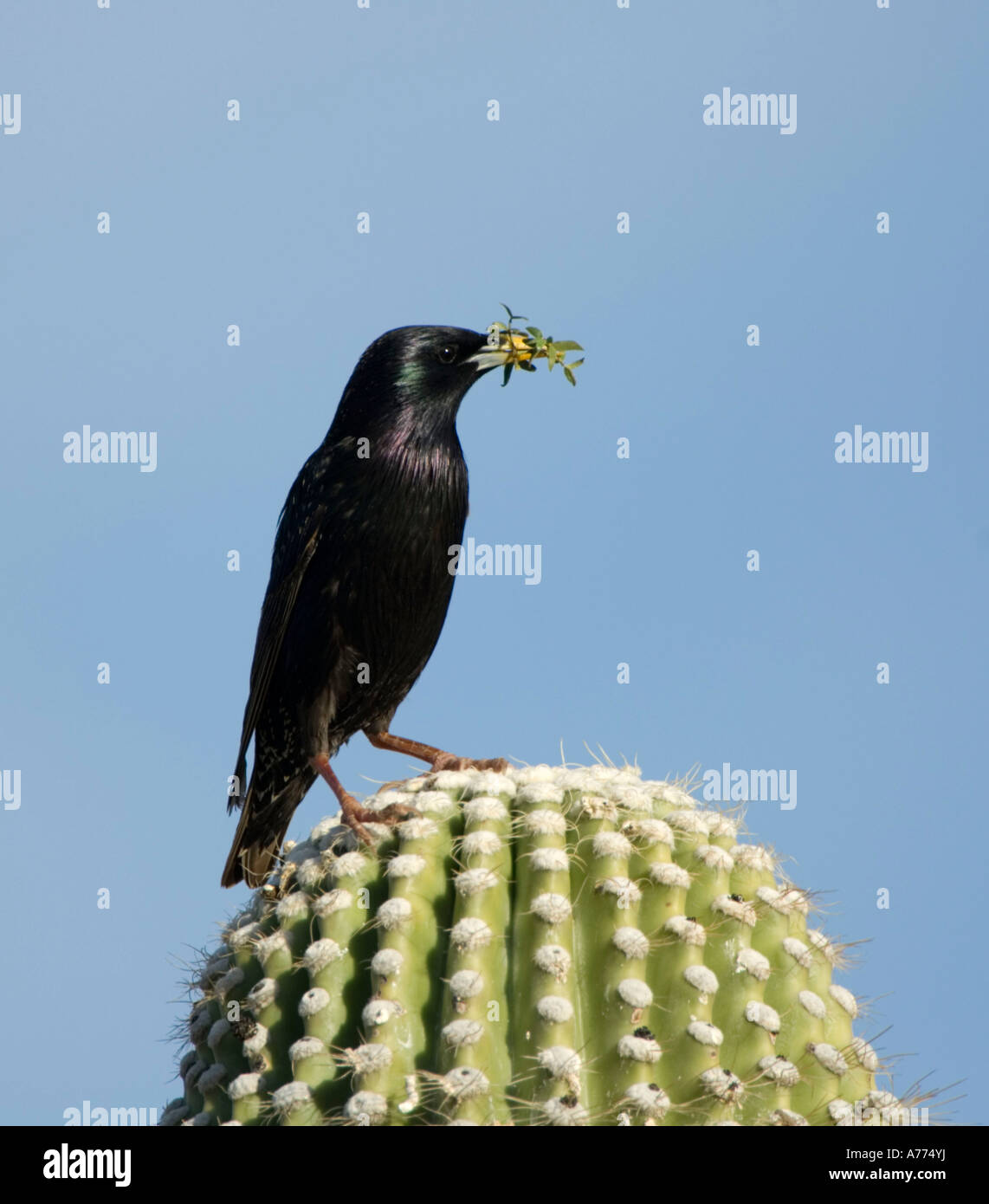 Young European Starling with food Sturnus vulgaris Arizona - USA Stock ...