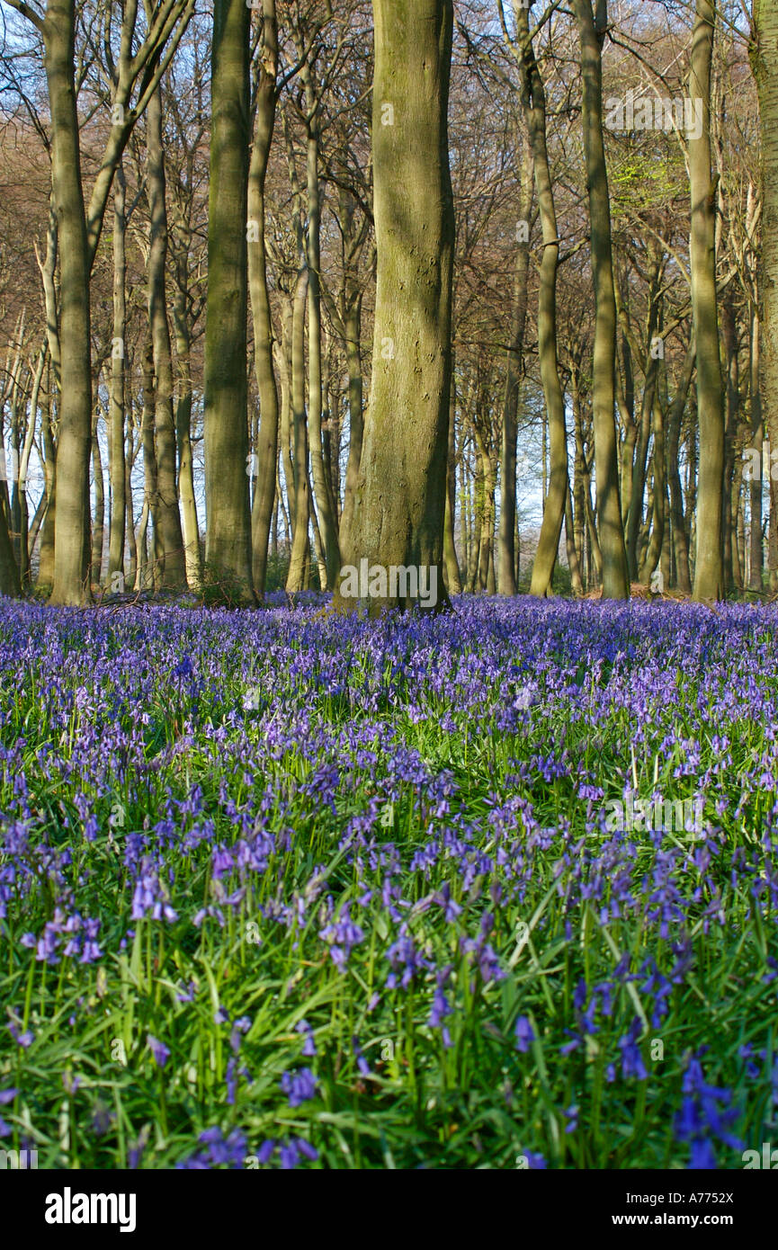 Bluebells at badbury clumps Stock Photo - Alamy