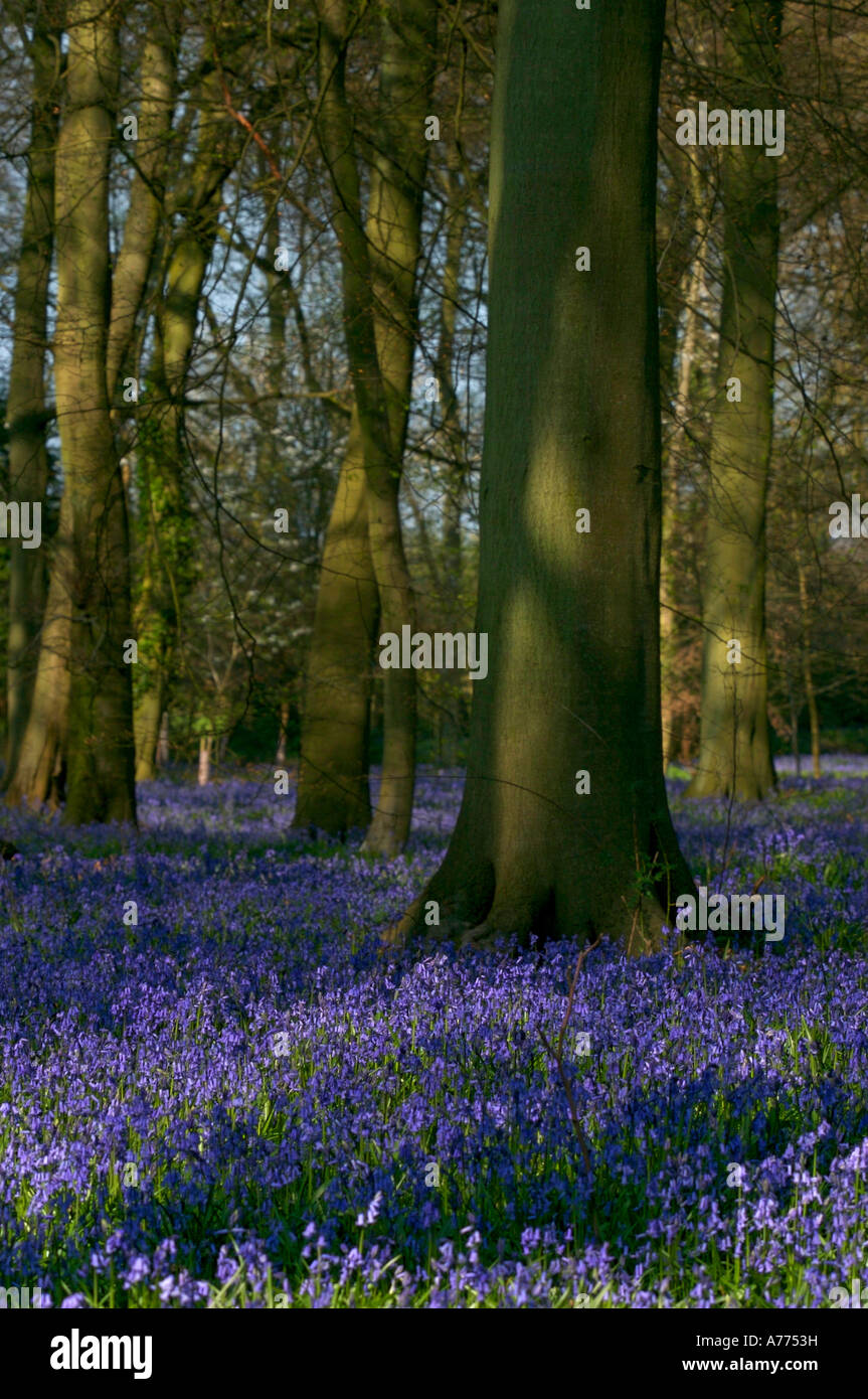 Bluebell woods Badbury clump Stock Photo - Alamy