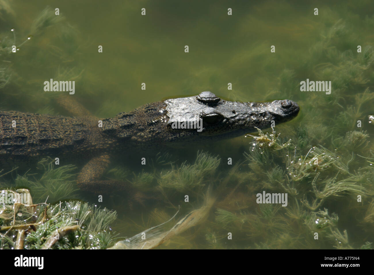 A baby Morletti Crocodile in a lagoon Tikal Tikal National Park Peten ...