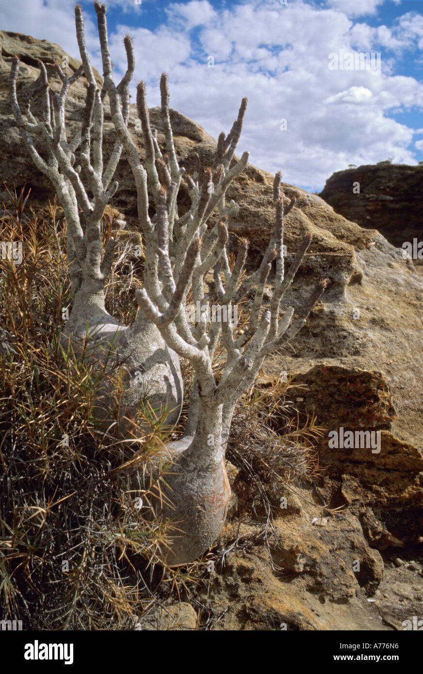 Miniature Baobab tree standing 50 centimetres high but over 100 years ...