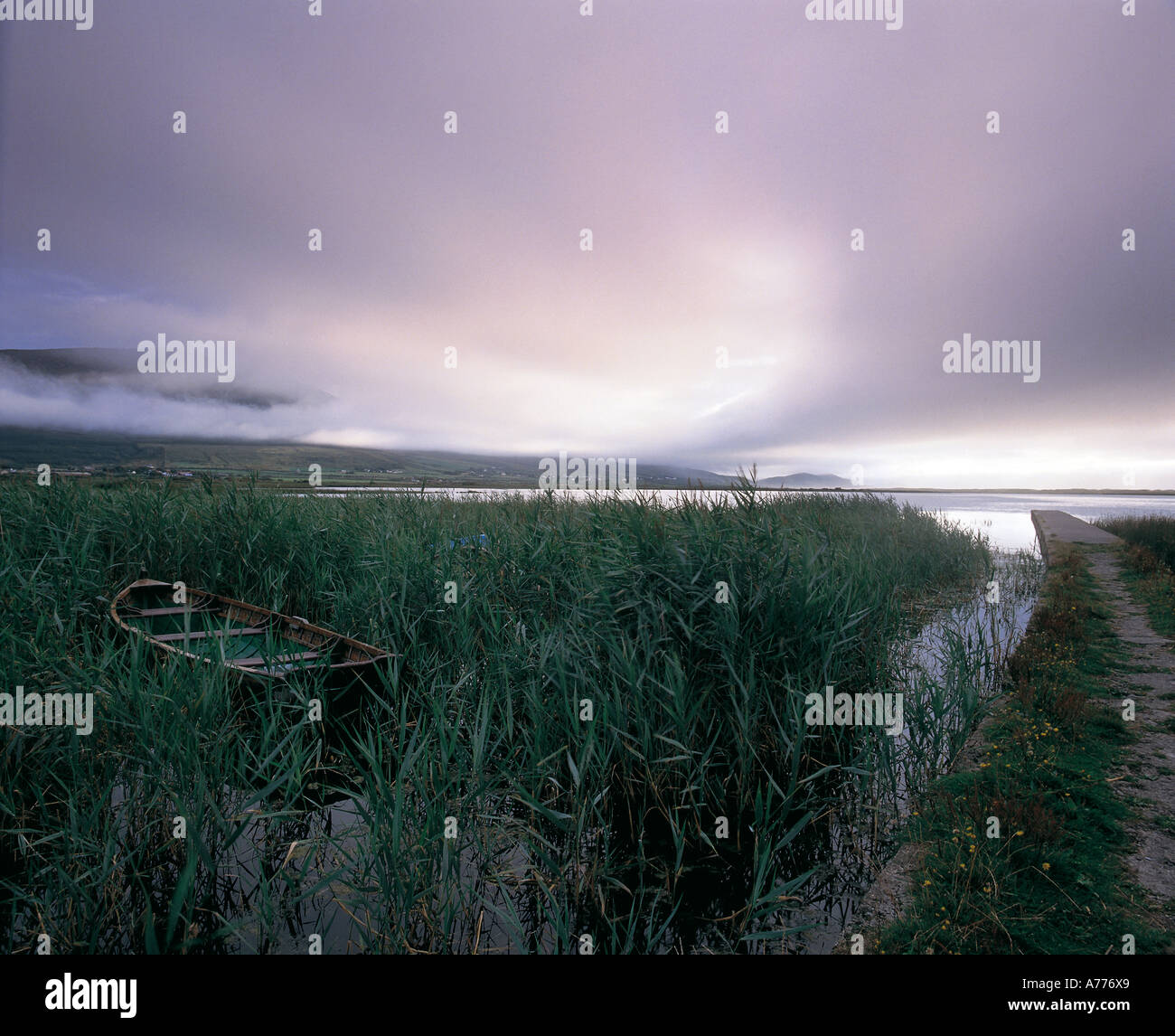 small angling/fishing boat peeking out of tall green reeds on an irish ...