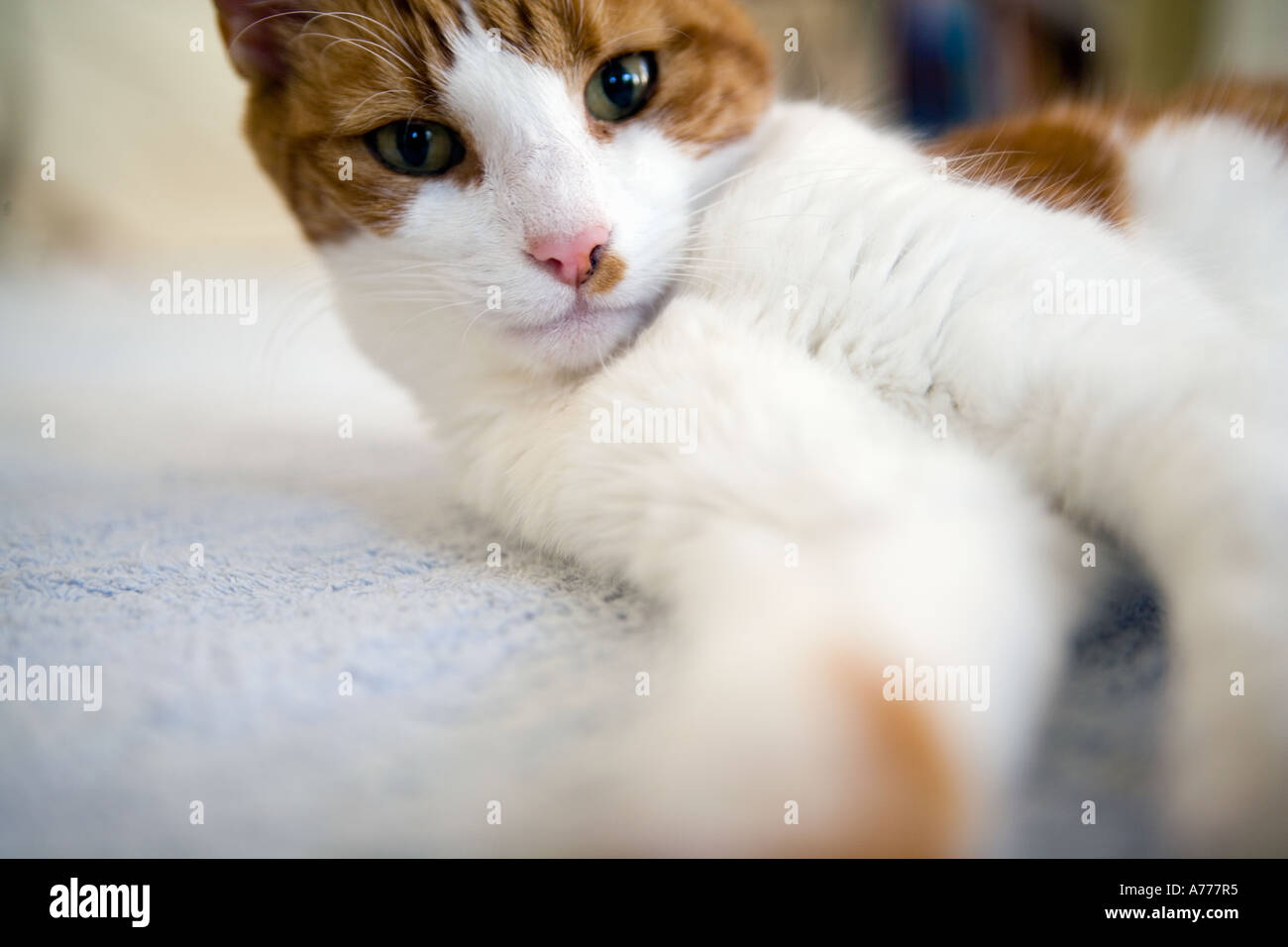 ginger cat looking at camera Stock Photo - Alamy
