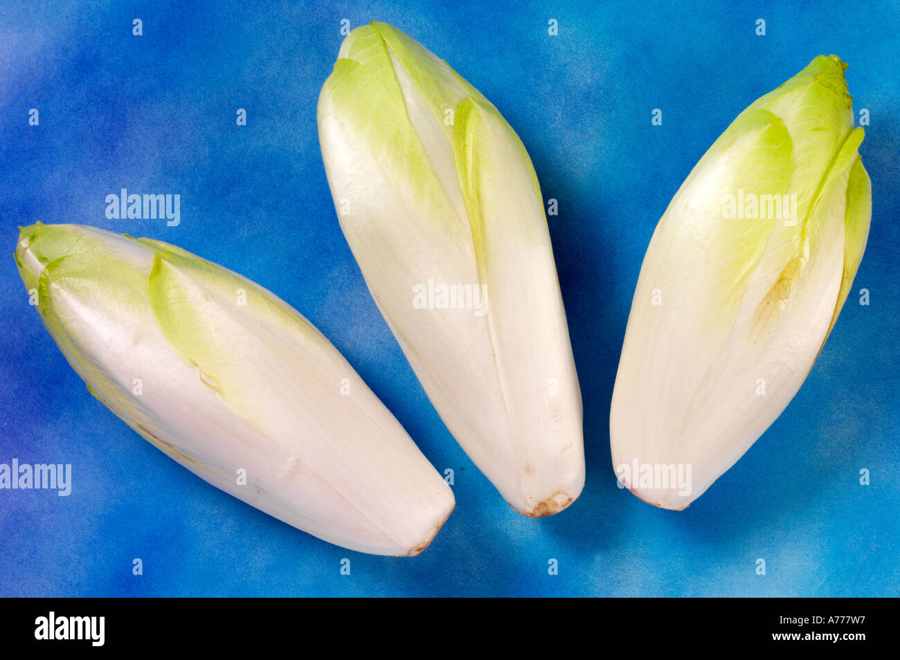 Chicory witloof chicon hi-res stock photography and images - Alamy