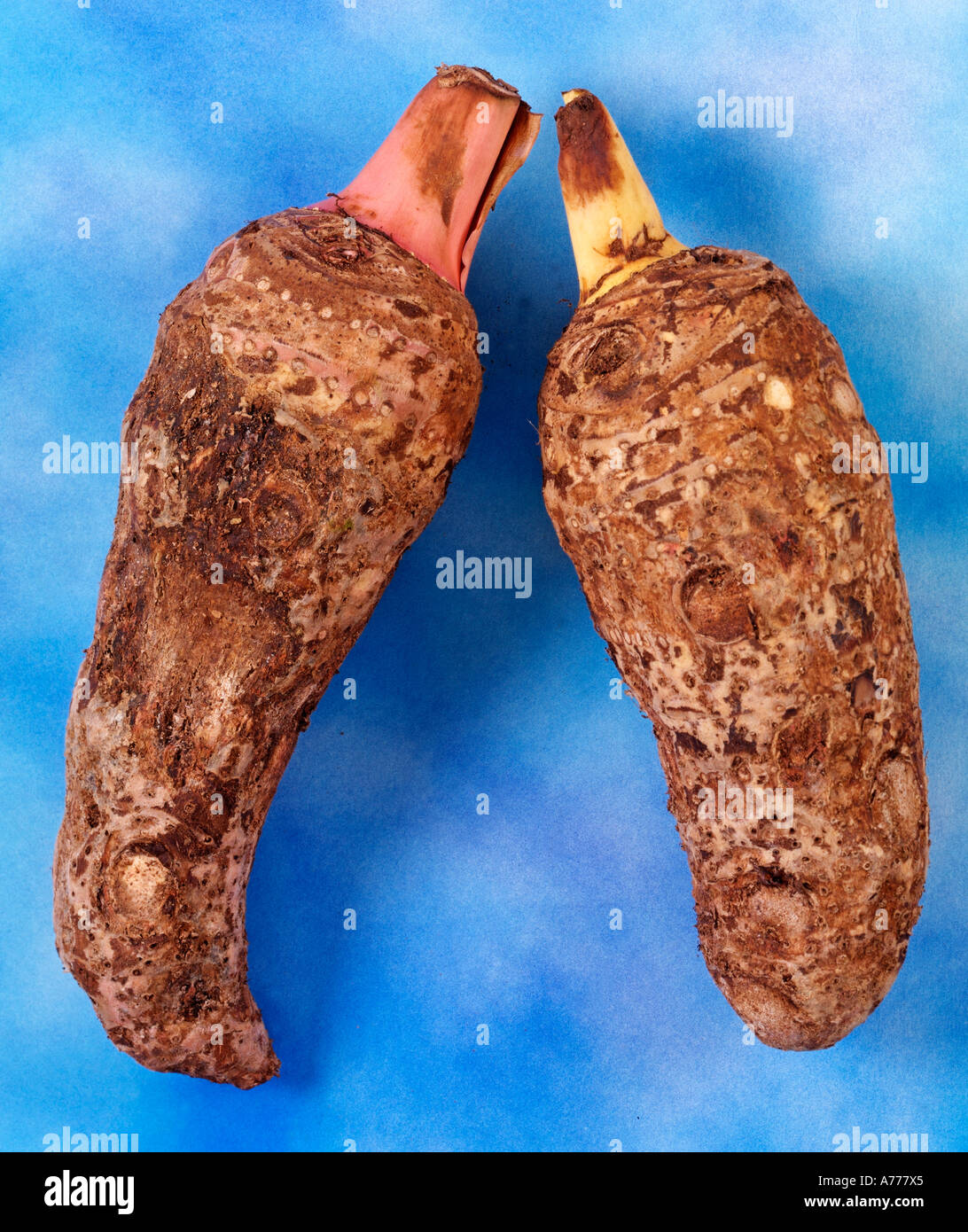 Kolokas hi-res stock photography and images - Alamy