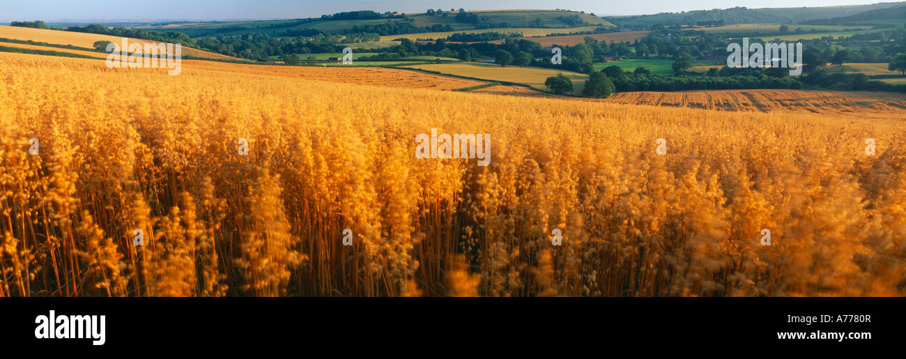 crop field nr Ansty Dorchester Dorset England UK Stock Photo - Alamy