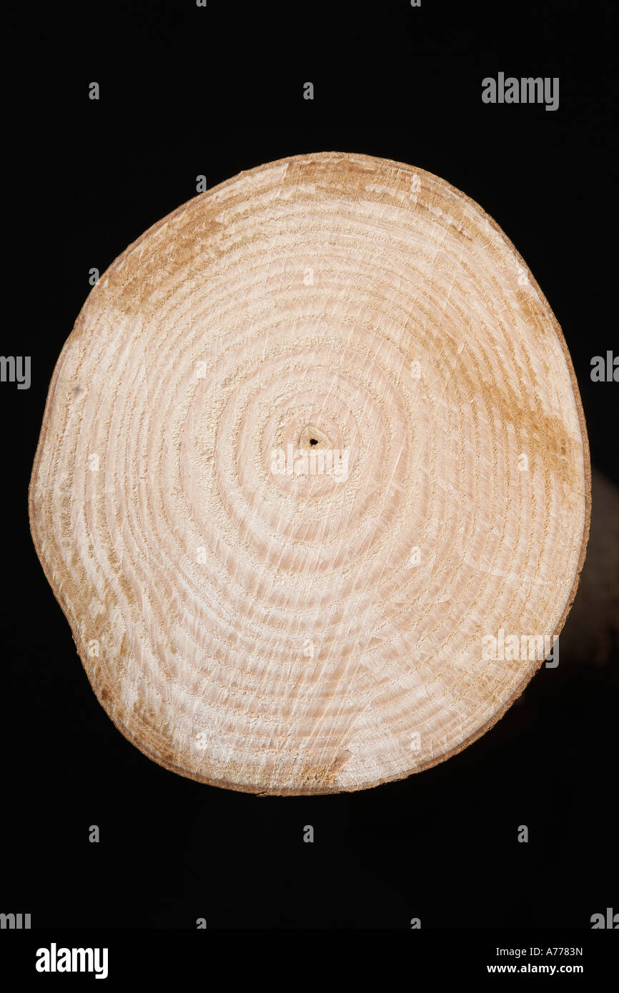 Cross Section of Tree Trunk Stock Photo - Alamy