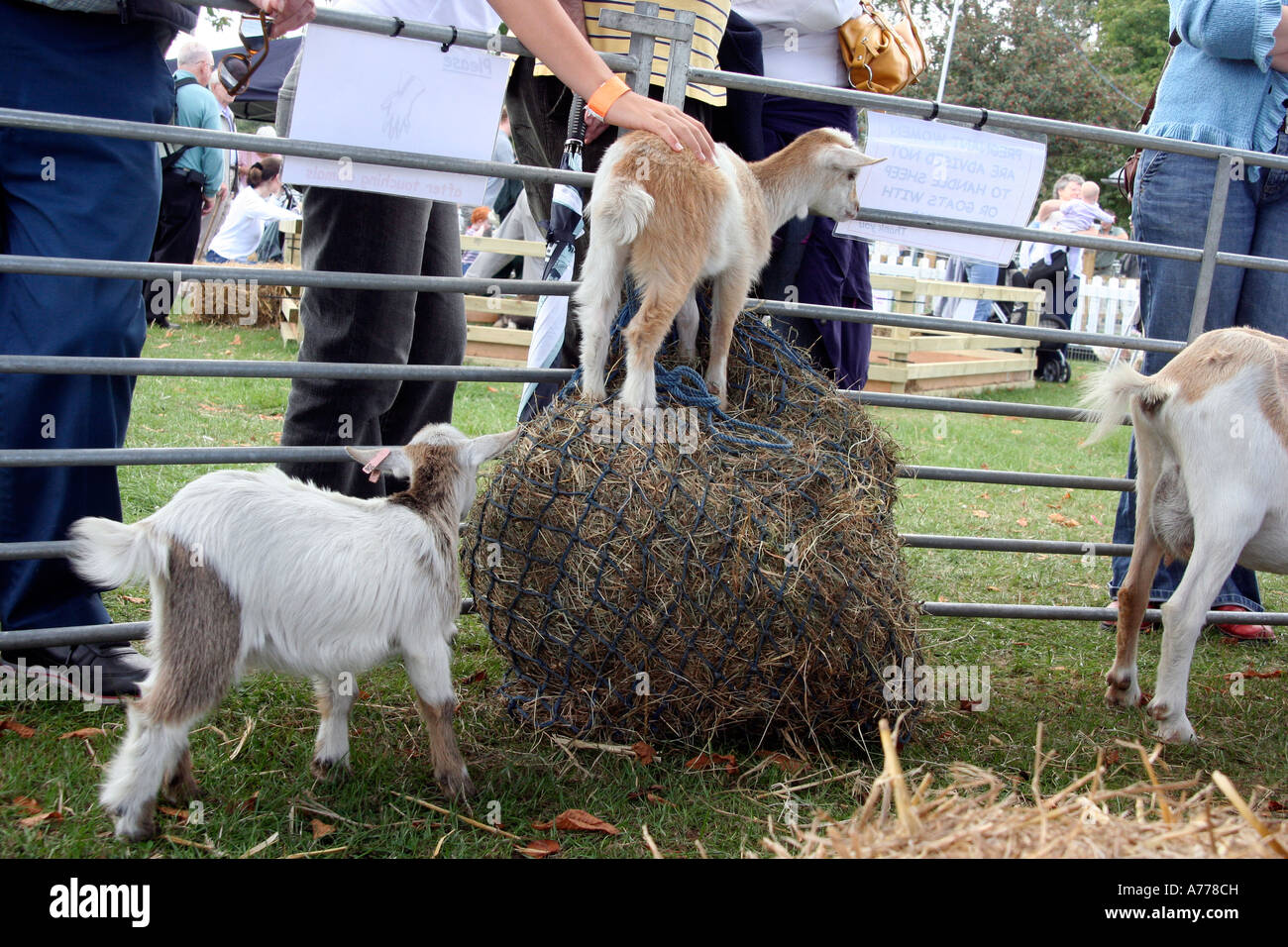 I love goats hi-res stock photography and images - Alamy