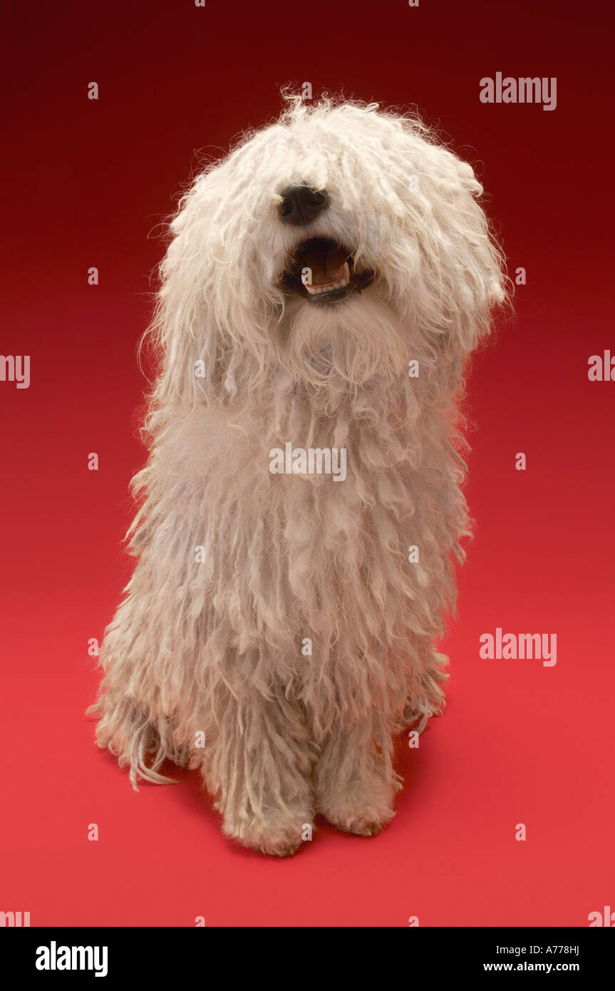 Cute Komondor dog, on red background Stock Photo - Alamy