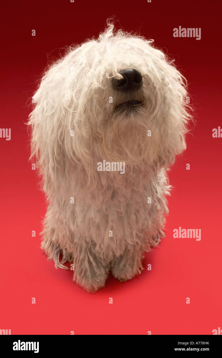 Cute Komondor dog, on red background Stock Photo - Alamy