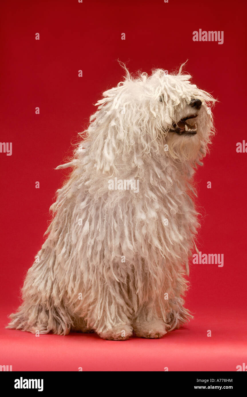 Cute Komondor dog, on red background Stock Photo - Alamy