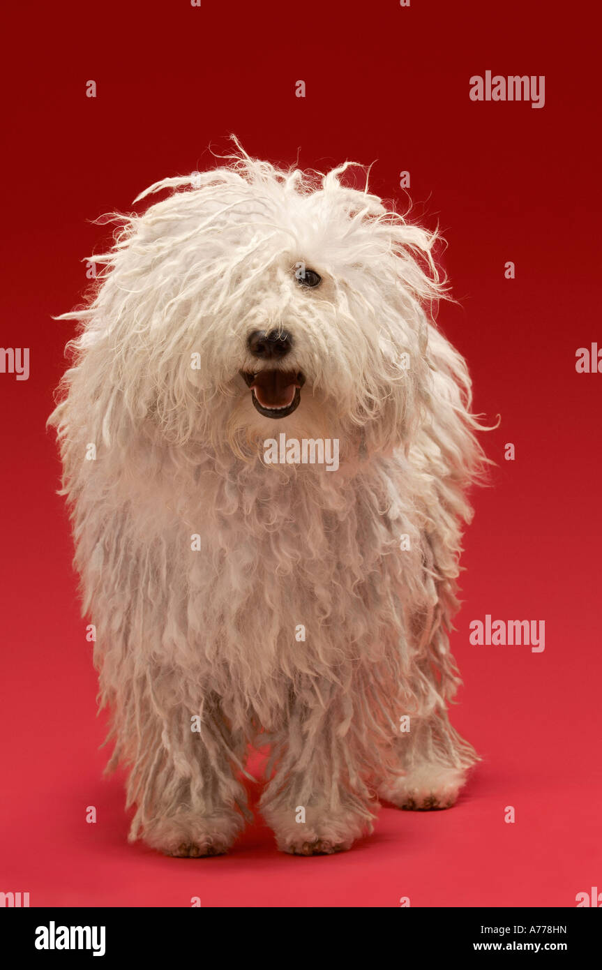 Cute Komondor dog, on red background Stock Photo - Alamy
