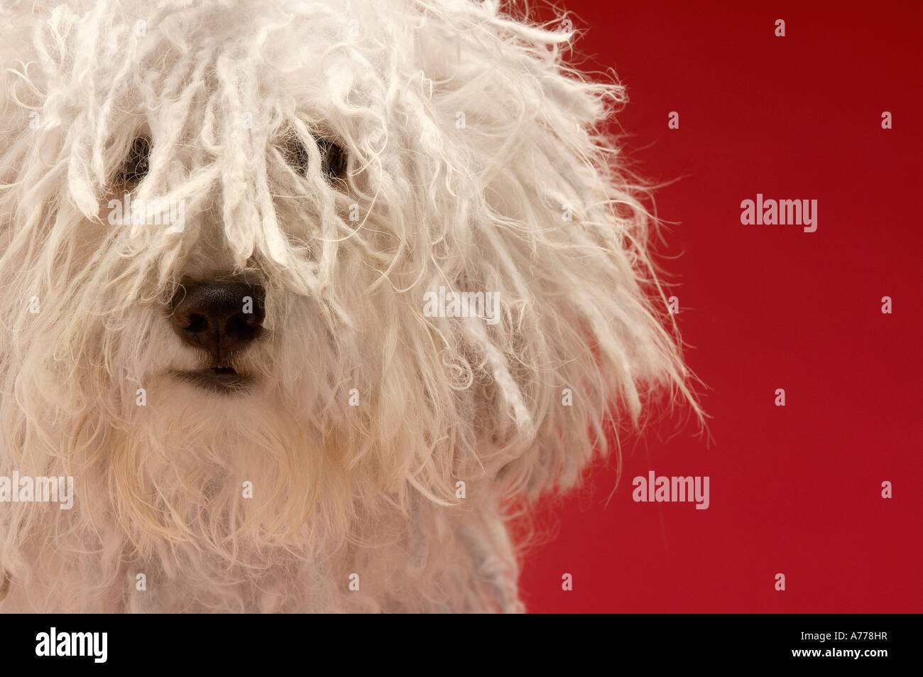 Cute Komondor dog, close-up Stock Photo - Alamy