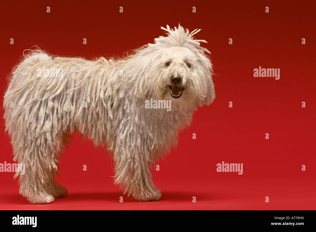 Cute Komondor dog, on red background Stock Photo - Alamy