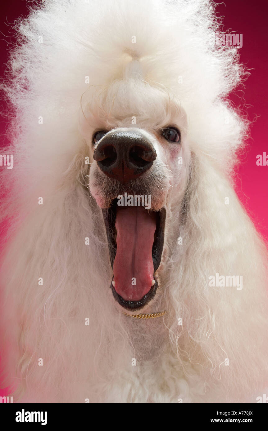 Standard poodle mouth hi-res stock photography and images - Alamy