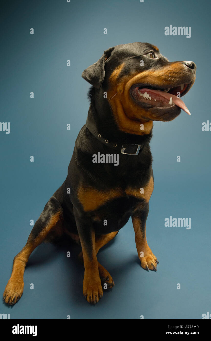 Rottweiler on blue background Stock Photo - Alamy