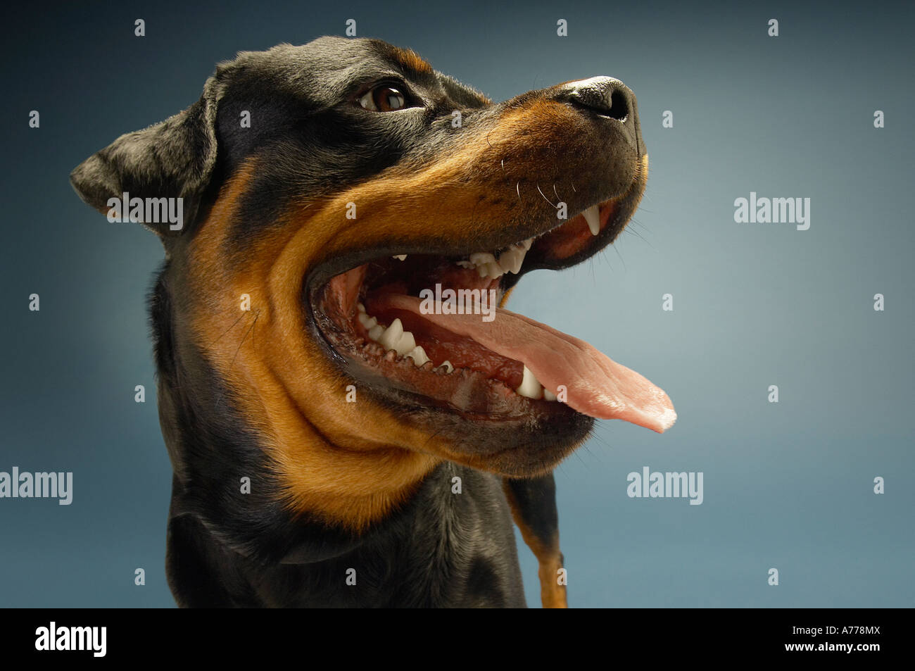 Rottweiler hi-res stock photography and images - Alamy