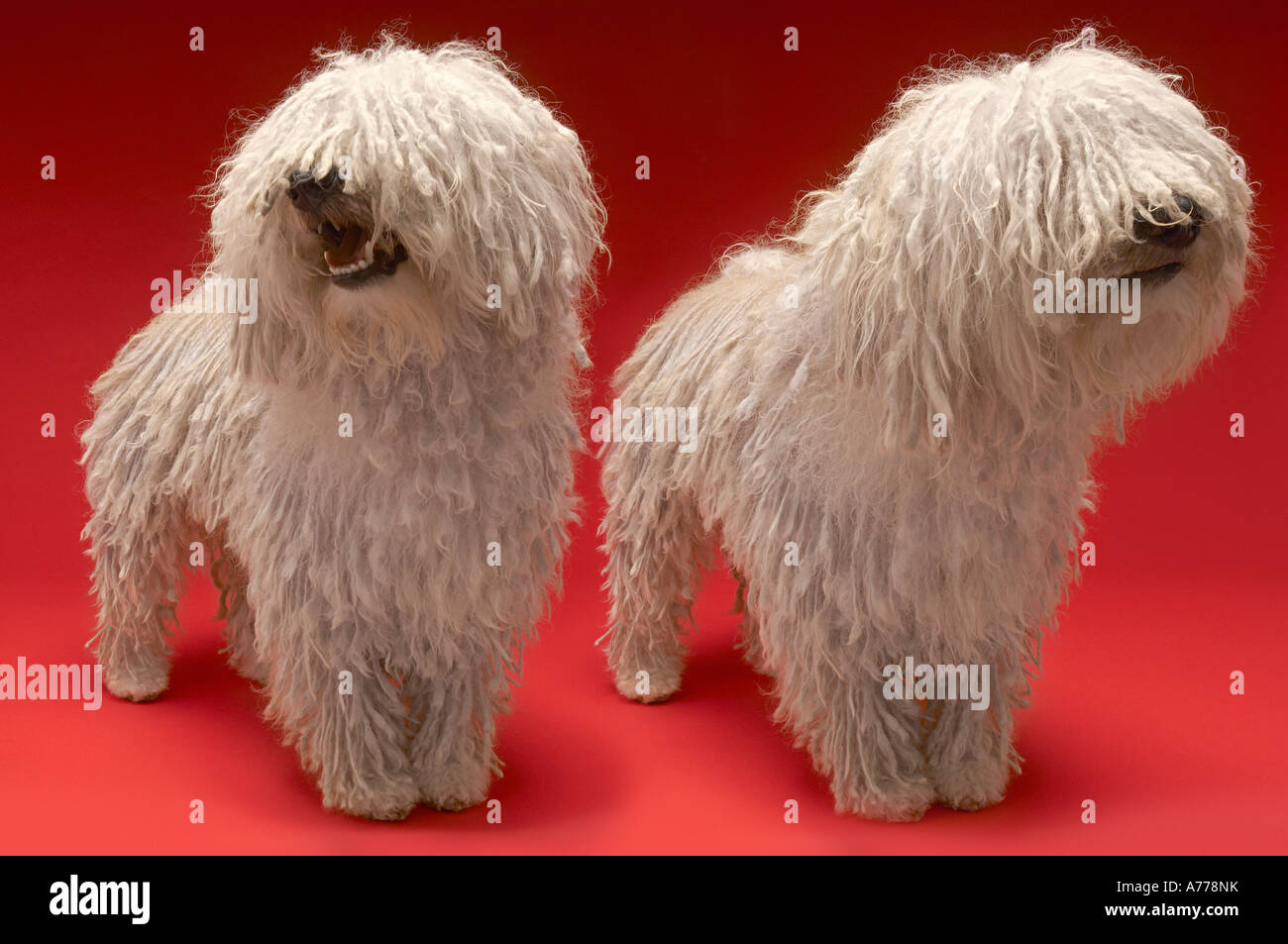 Komondor Puppy Brown