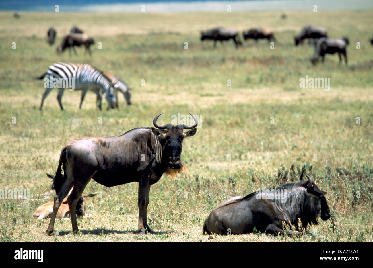 Herds Of Zebra And Wildebeest Aka Gnu With Young Grazing On The Savanna