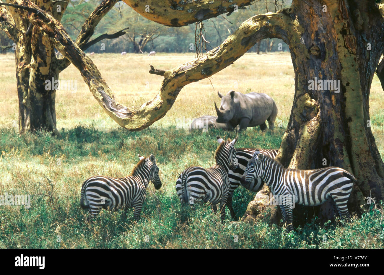 Several zebras under the shade of a tree with two southern white ...