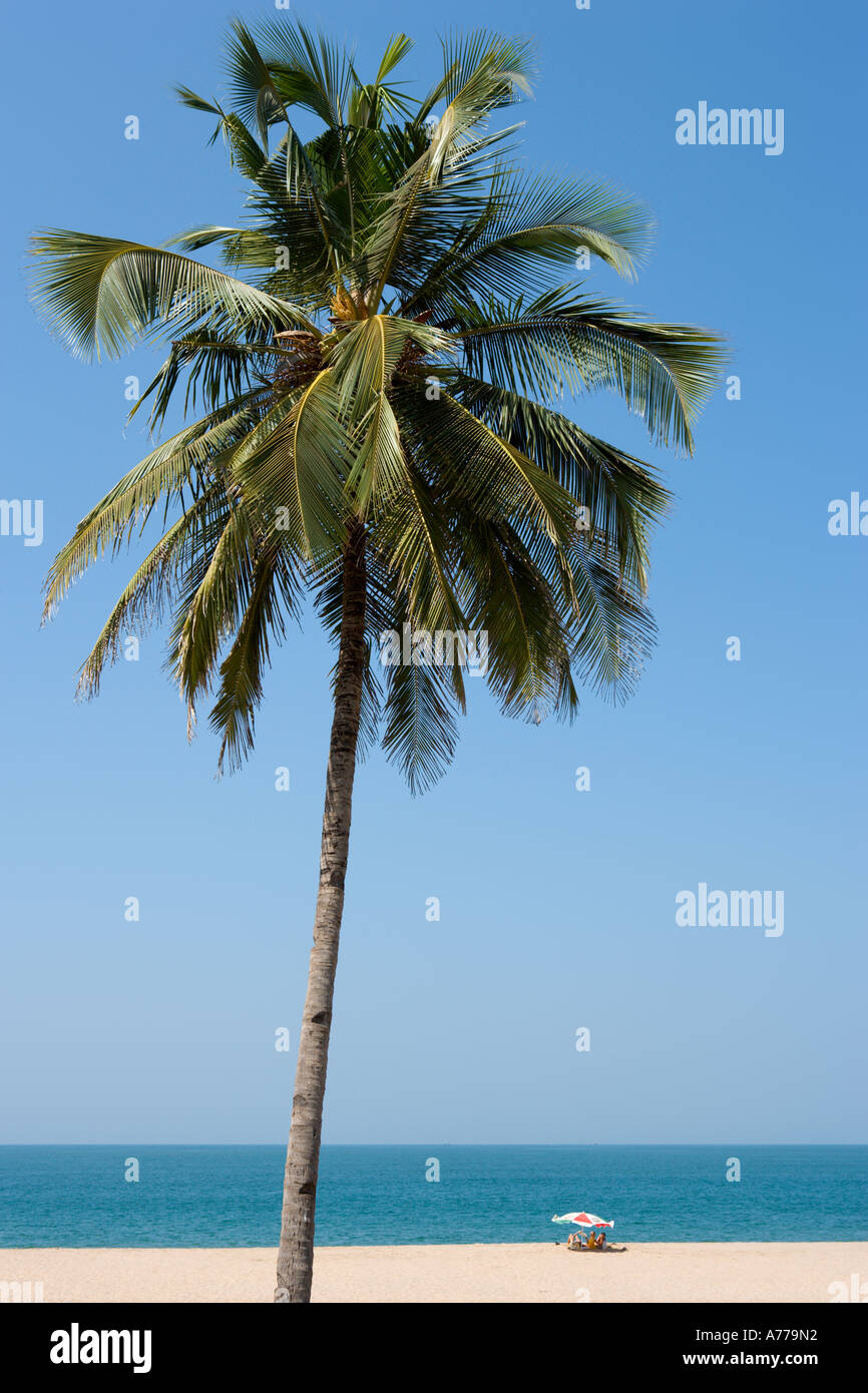 Goa tree hi-res stock photography and images - Alamy