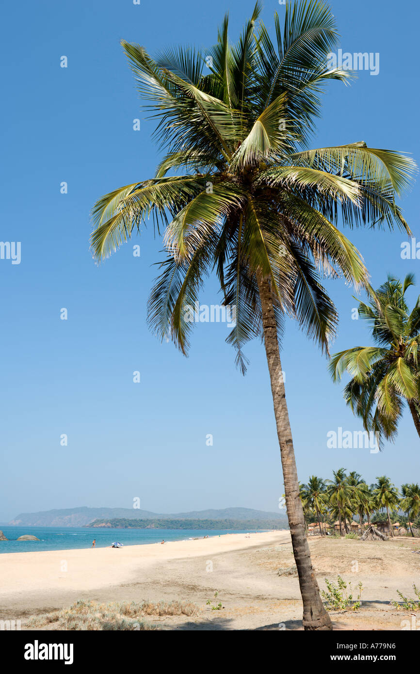 Goa tree hi-res stock photography and images - Alamy