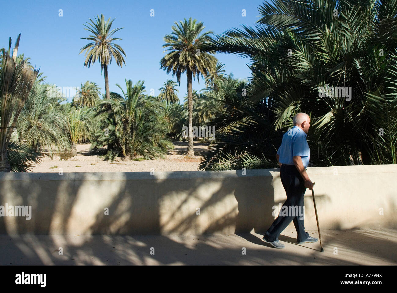 Almassera path in The Elx Palm Grove / ELCHE / Spain Stock Photo - Alamy