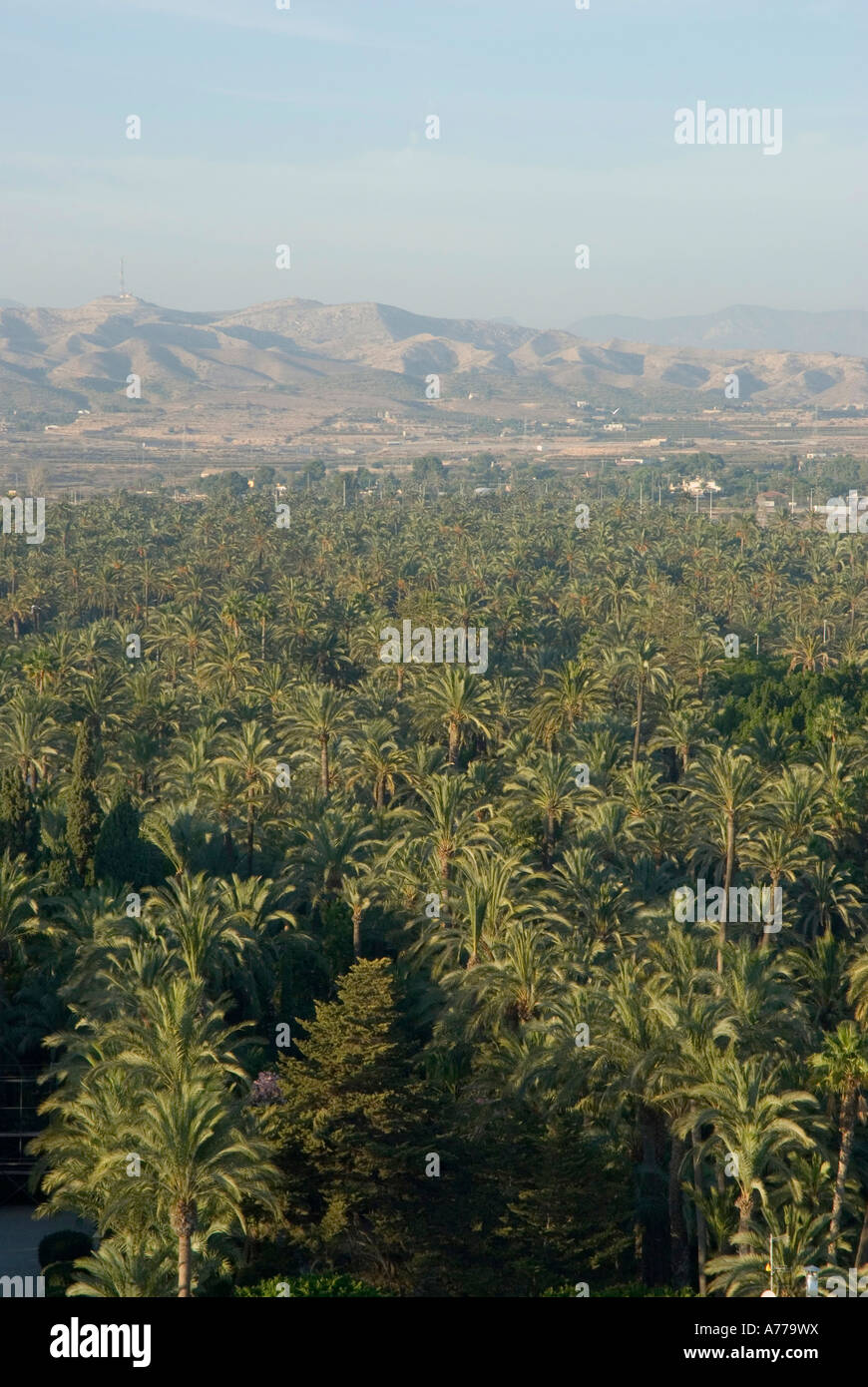 The Elx Palm Grove ELCHE Spain Stock Photo - Alamy