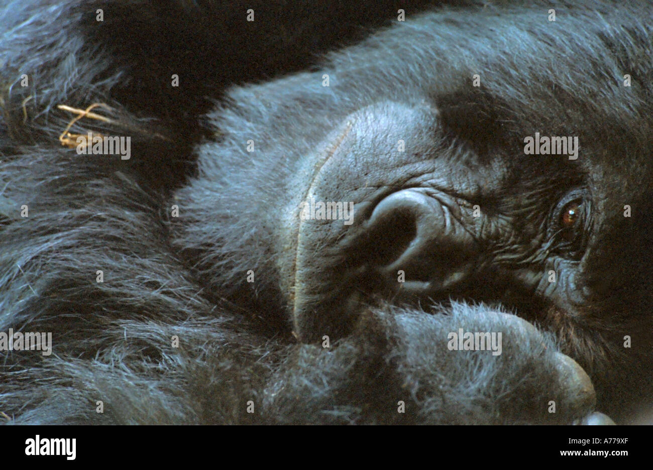 Close up of a large silverback mountain gorilla (Gorilla berengei ...