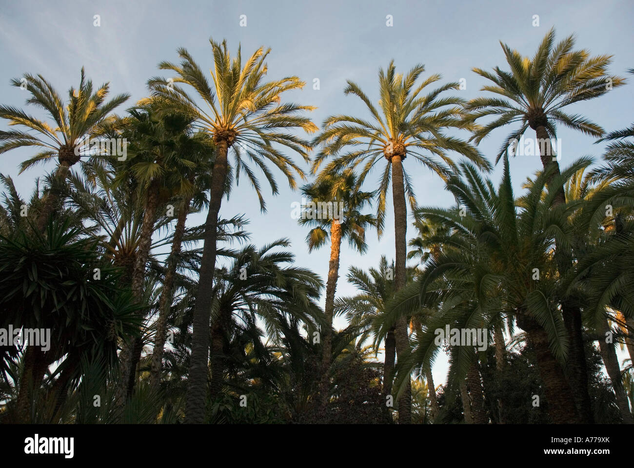 Palmera de elche hi-res stock photography and images - Alamy
