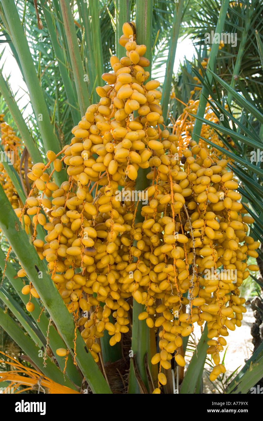 Date palm valencia hi-res stock photography and images - Alamy