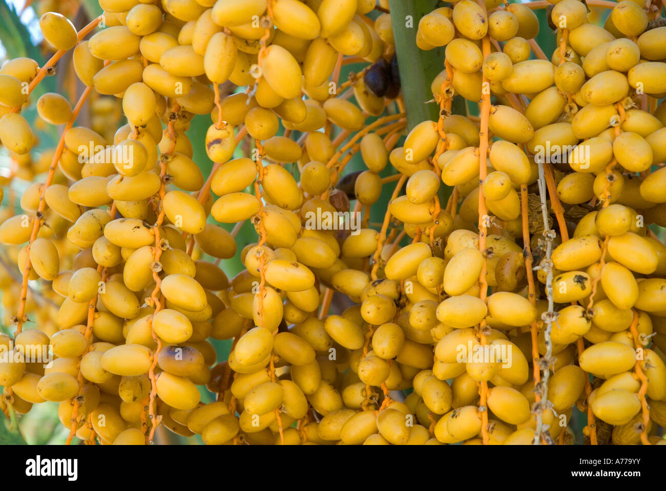 Date palm valencia hi-res stock photography and images - Alamy