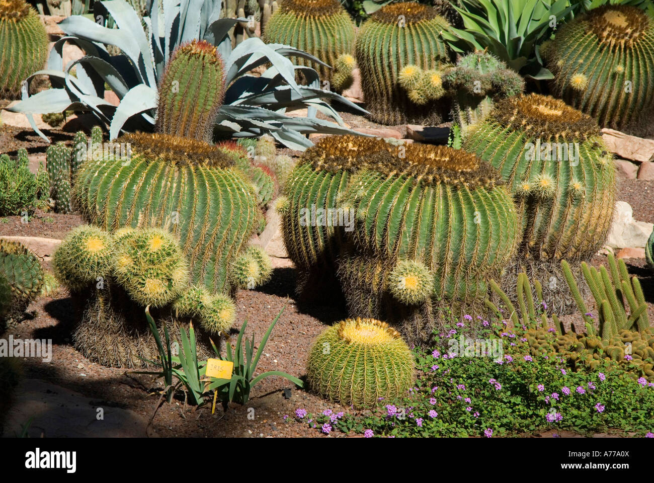 árboles de cactus hi-res stock photography and images - Alamy