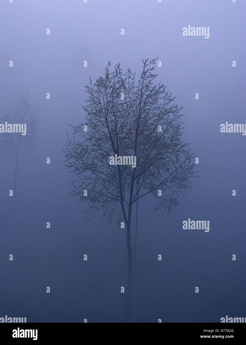 Young tree shrouded in fog Stock Photo - Alamy