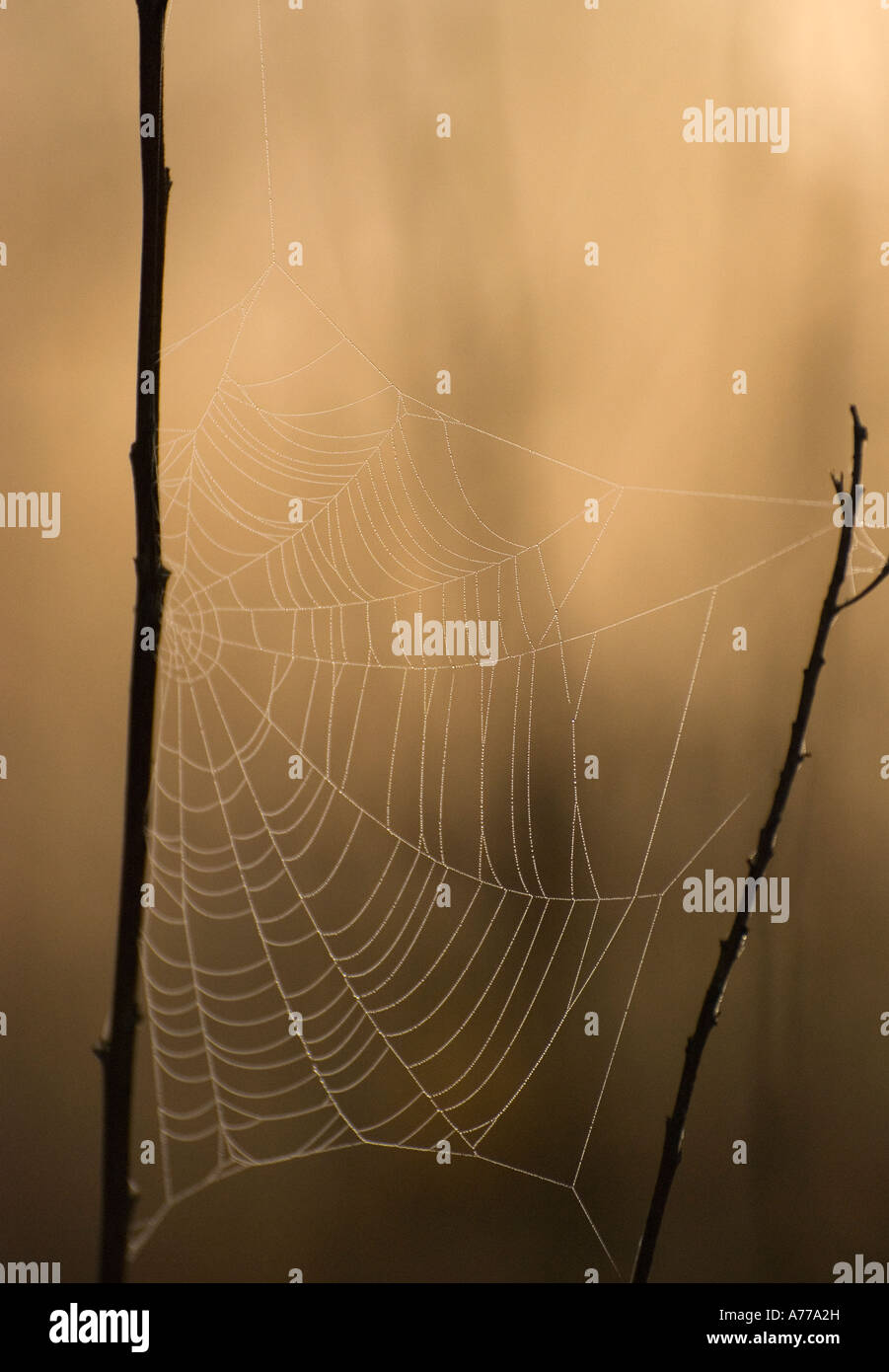 Spiders Web in early morning sunlight Stock Photo - Alamy