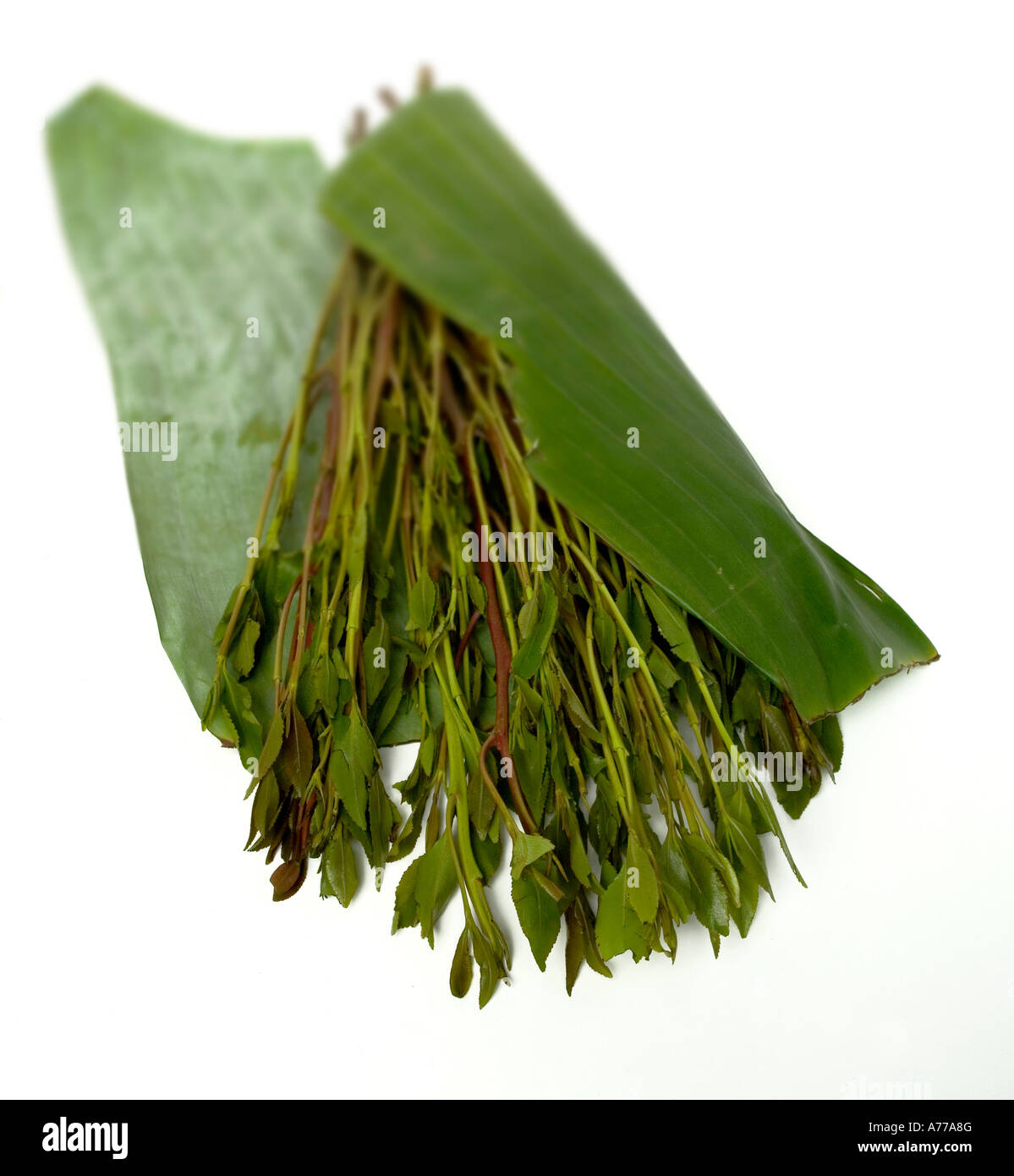 A bunch of Khat or Qat or Gat. Legally sold for £5 GBP or $10 US a ...