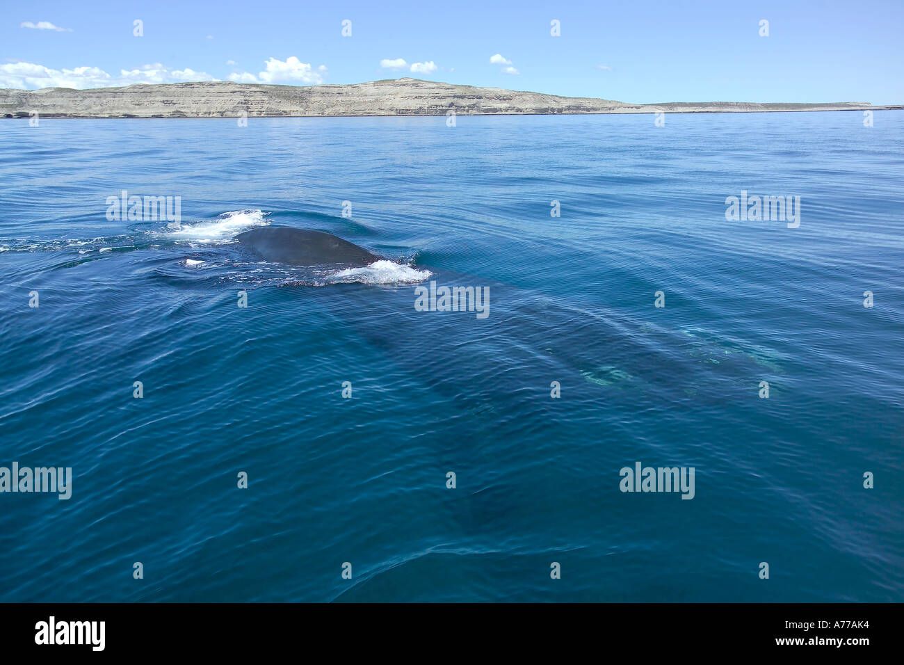 Back of whale visible hi-res stock photography and images - Alamy