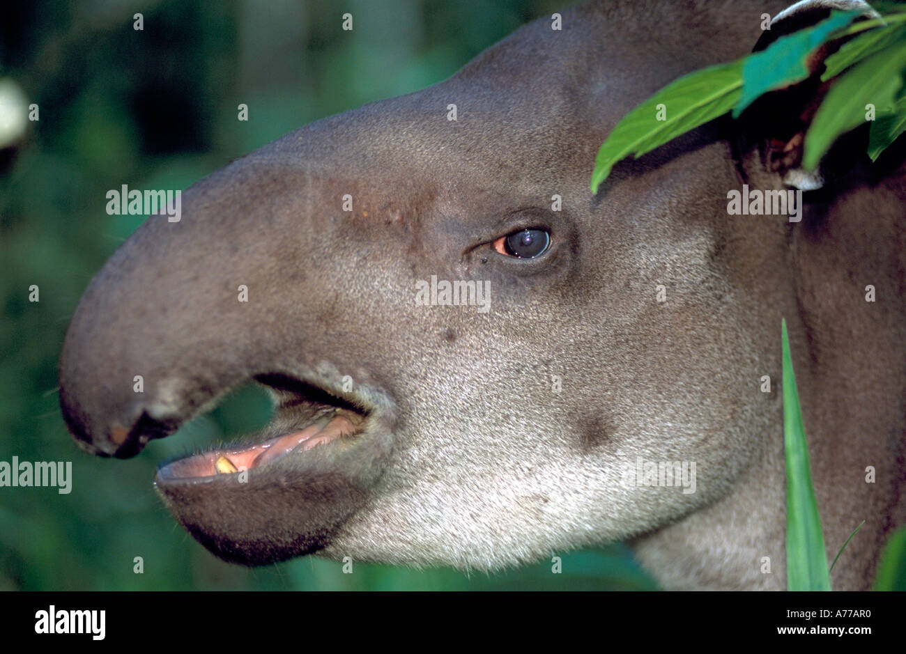 Tapirus pinchaque hi-res stock photography and images - Alamy