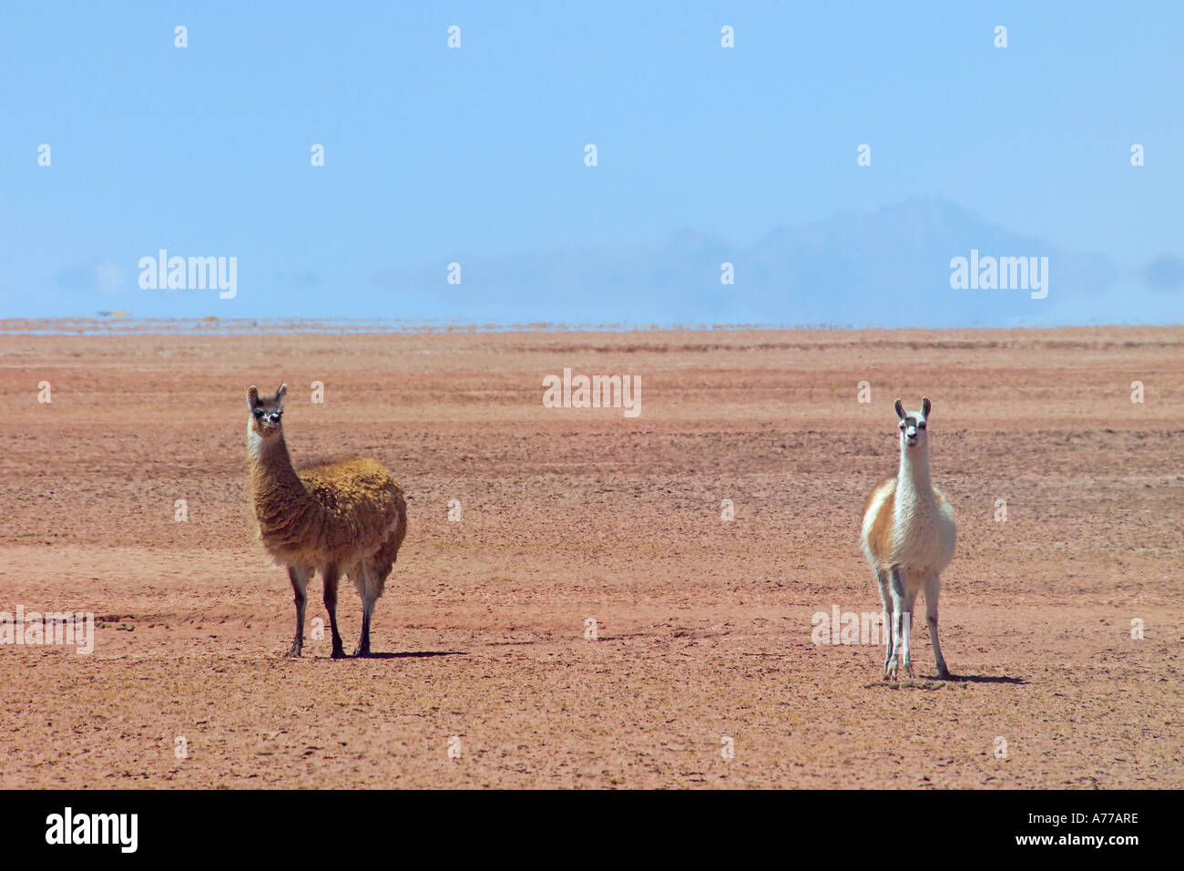 Guanaco pair hi-res stock photography and images - Alamy