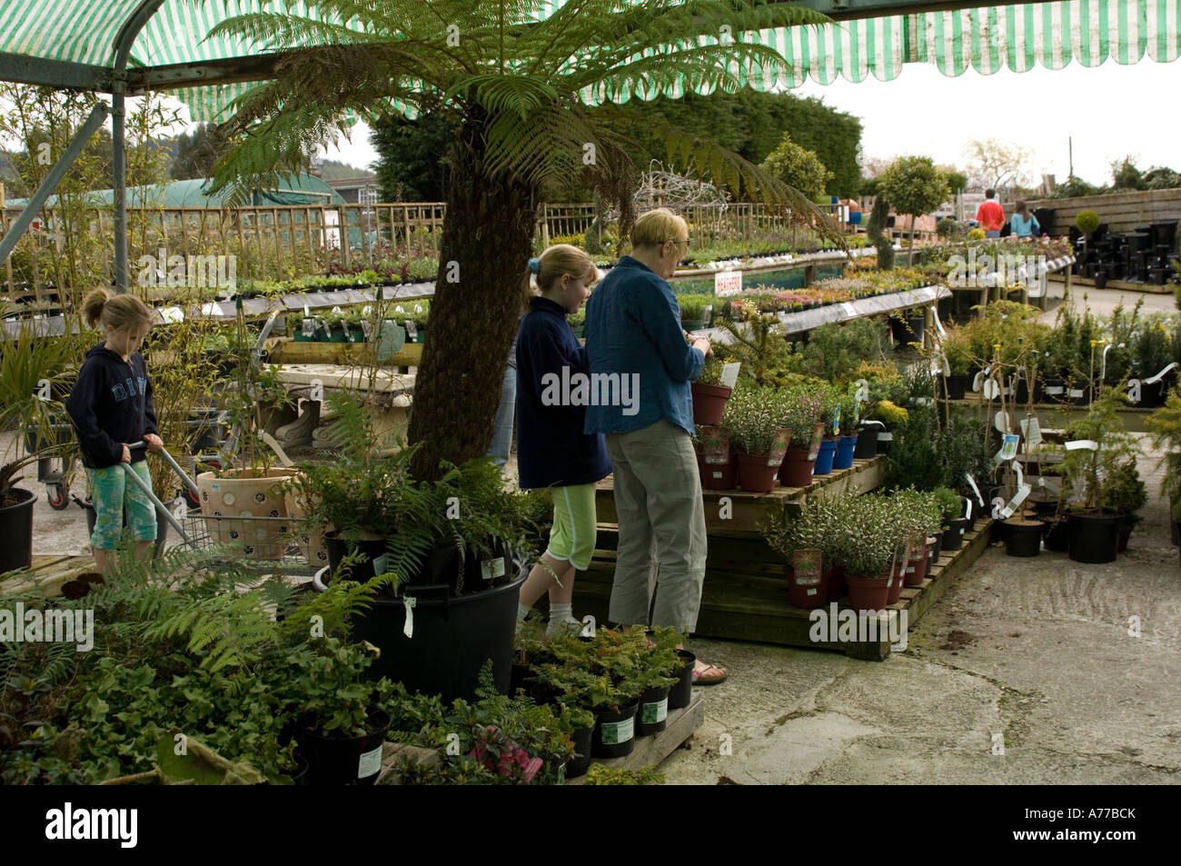 people buying plants and flowers at Newman's Garden centre Aberystwyth ...