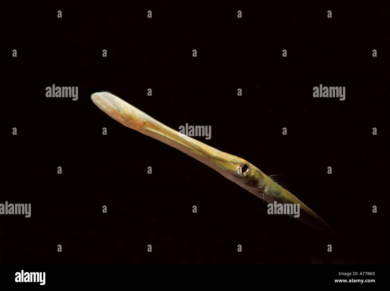 Long thin fish hi-res stock photography and images - Alamy