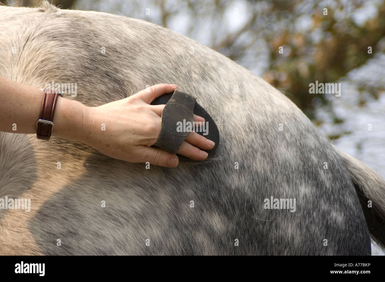 Rump horse hi-res stock photography and images - Alamy