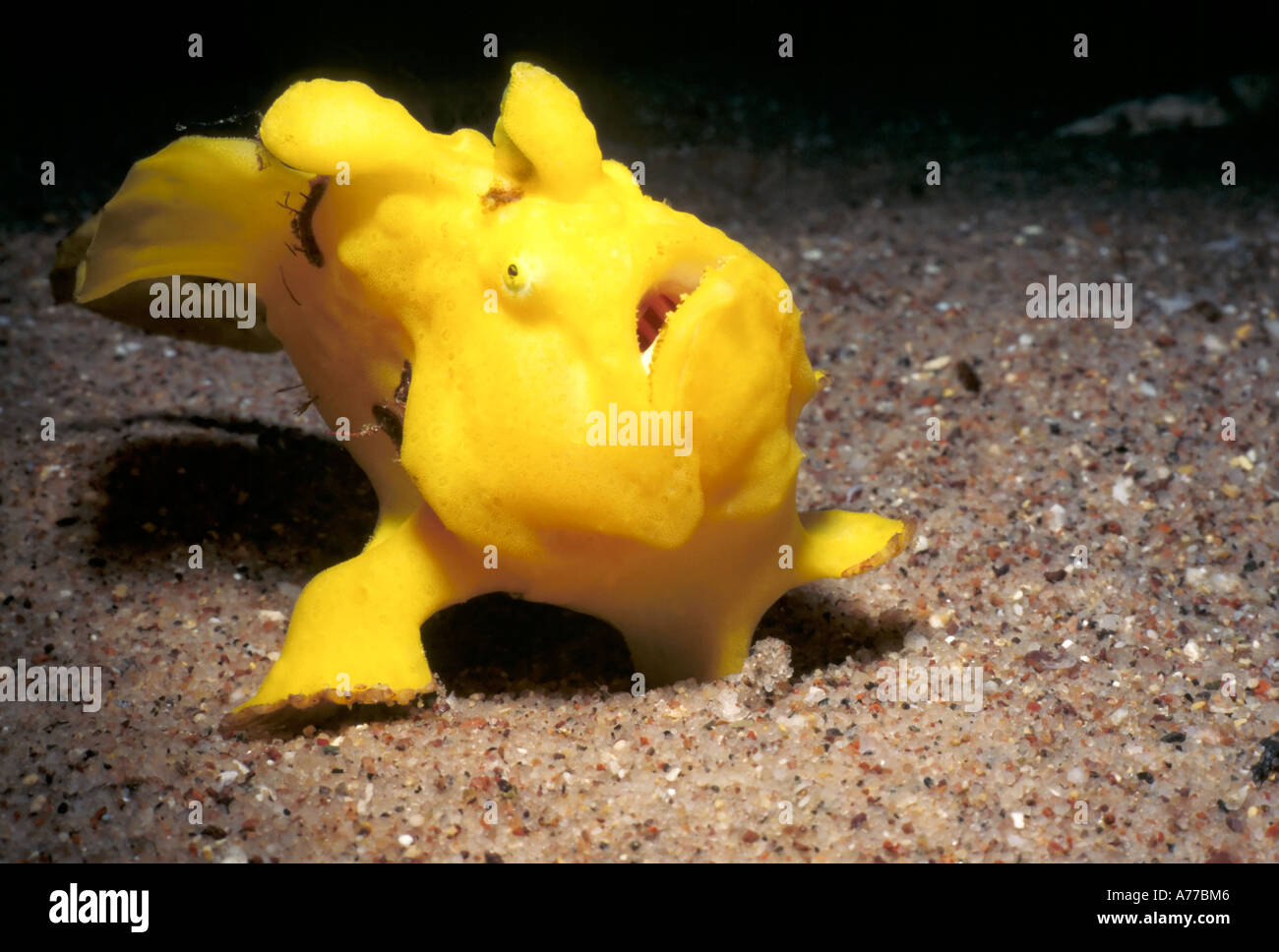A bright yellow Frogfish (Antennarius commerson) on the seabed Stock ...