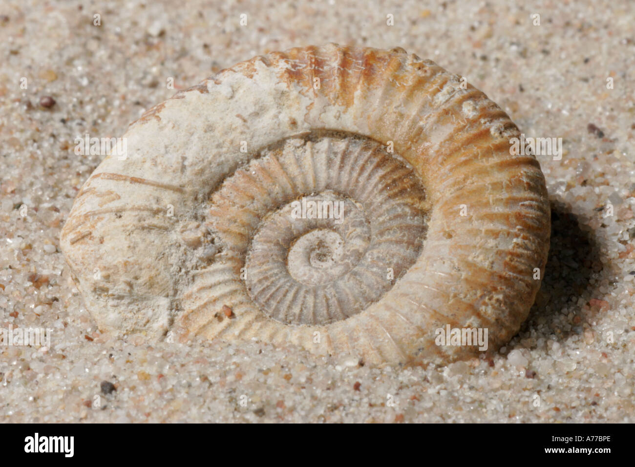 Ammonit fossil hi-res stock photography and images - Alamy