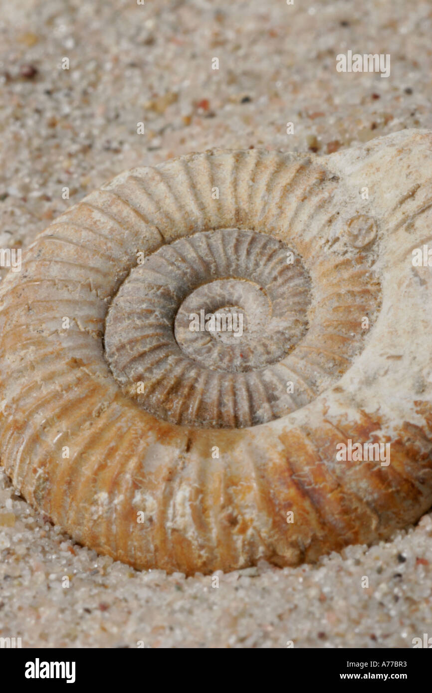 Ammonit fossil hi-res stock photography and images - Alamy