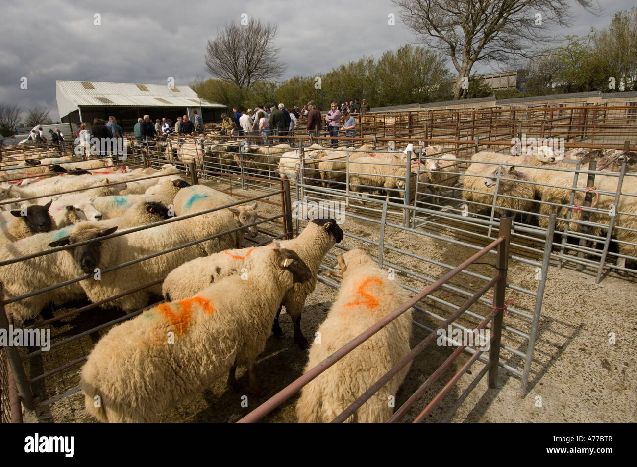 Sheep pens hi-res stock photography and images - Alamy